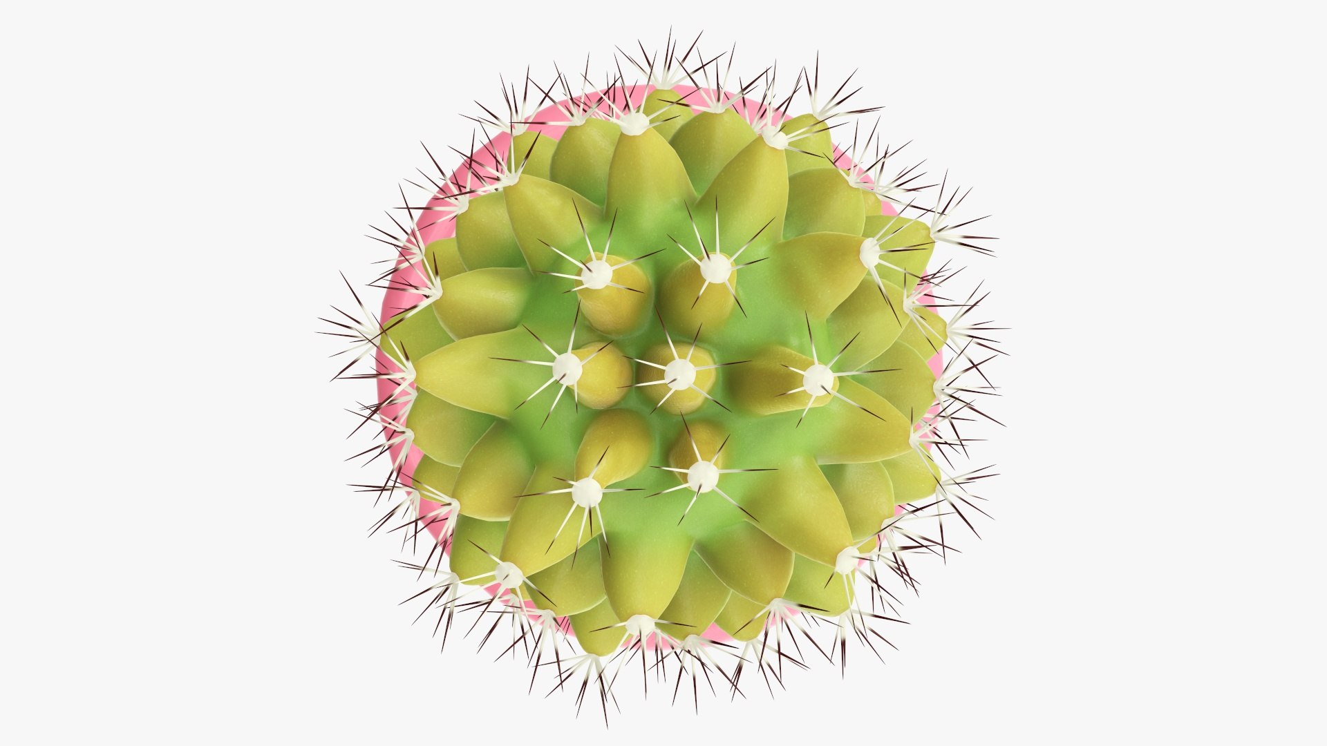 3D cactus pot plant model - TurboSquid 1615247