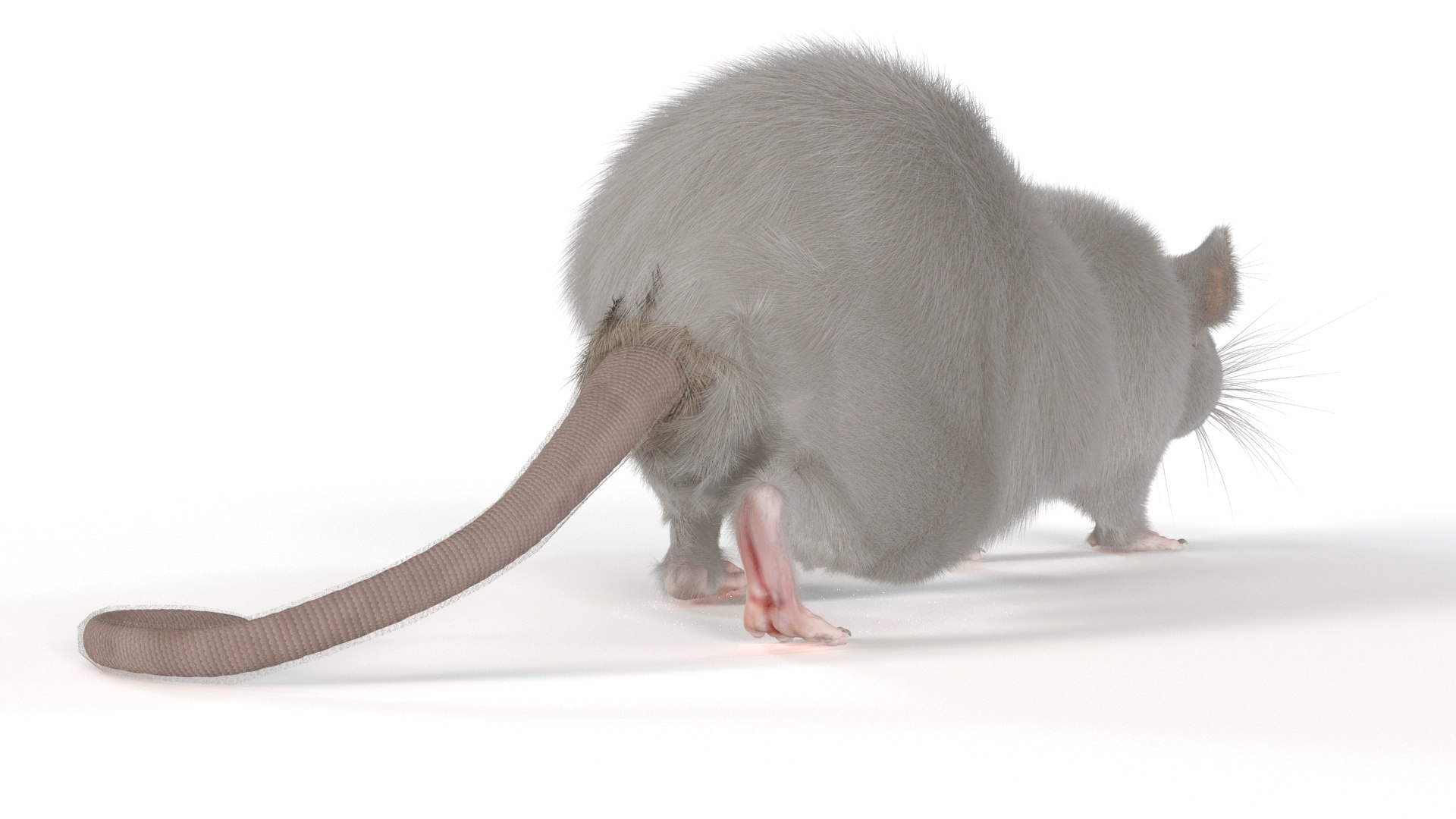 3D Realistic White Rat With Fur Rigged Model - TurboSquid 2302431