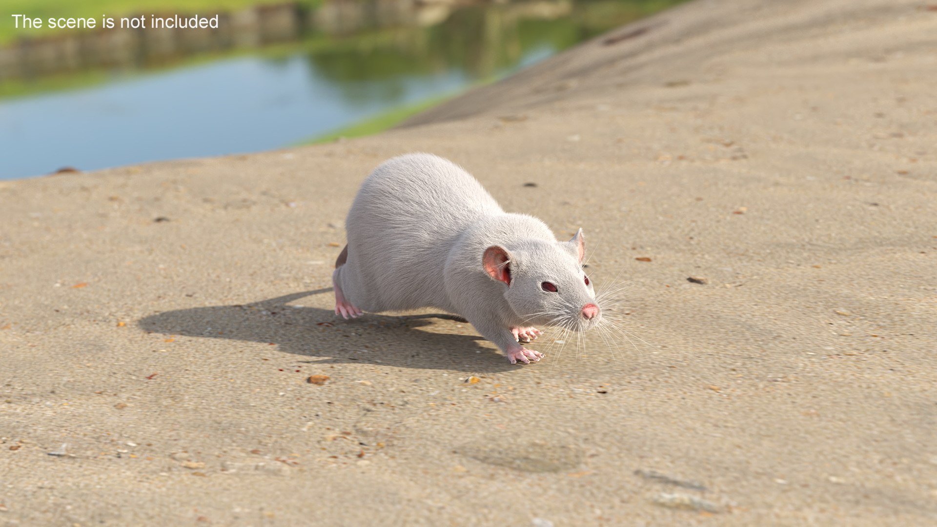 3D Realistic White Rat With Fur Rigged Model - TurboSquid 2302431