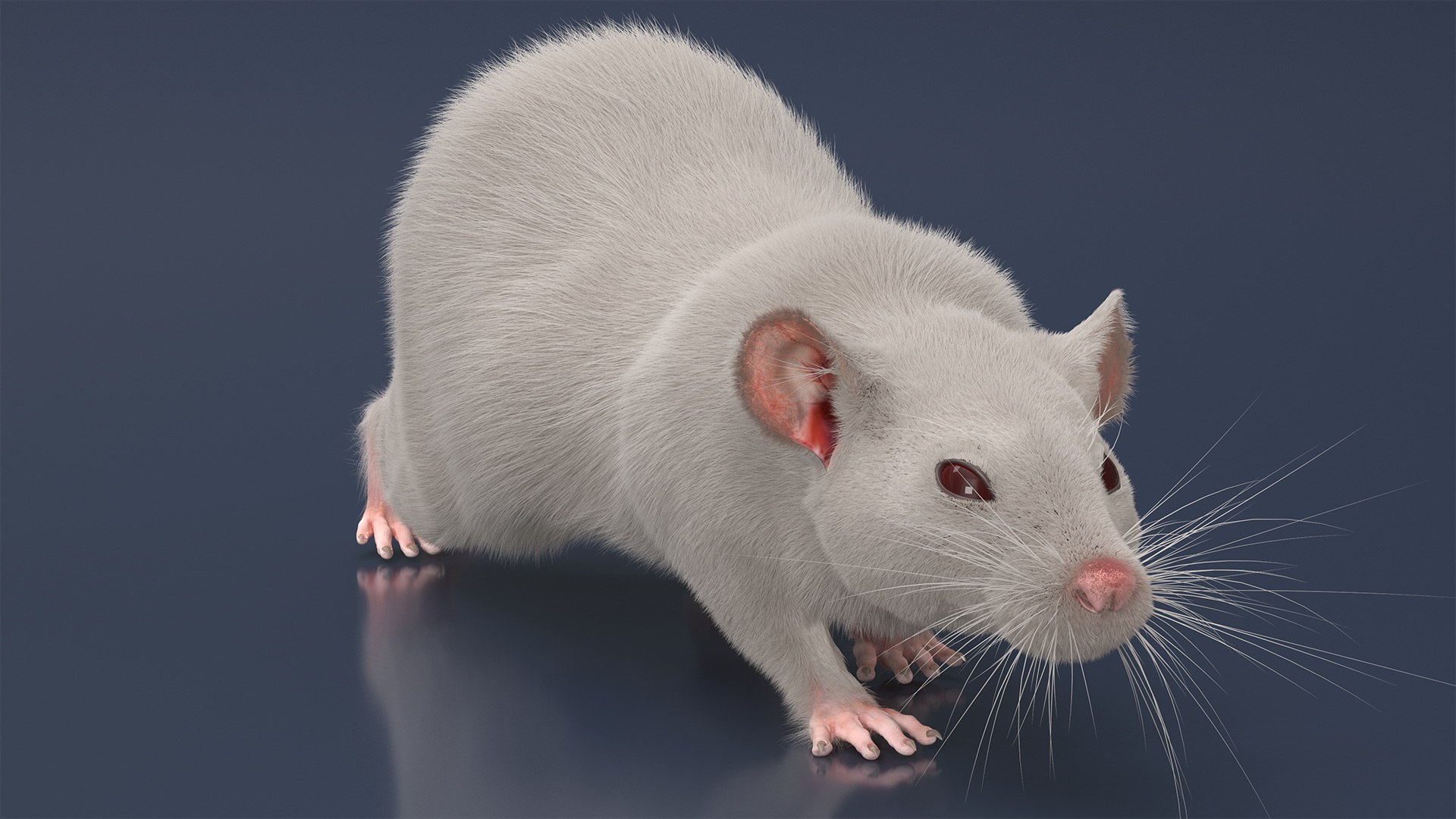 3D Realistic White Rat With Fur Rigged Model - TurboSquid 2302431