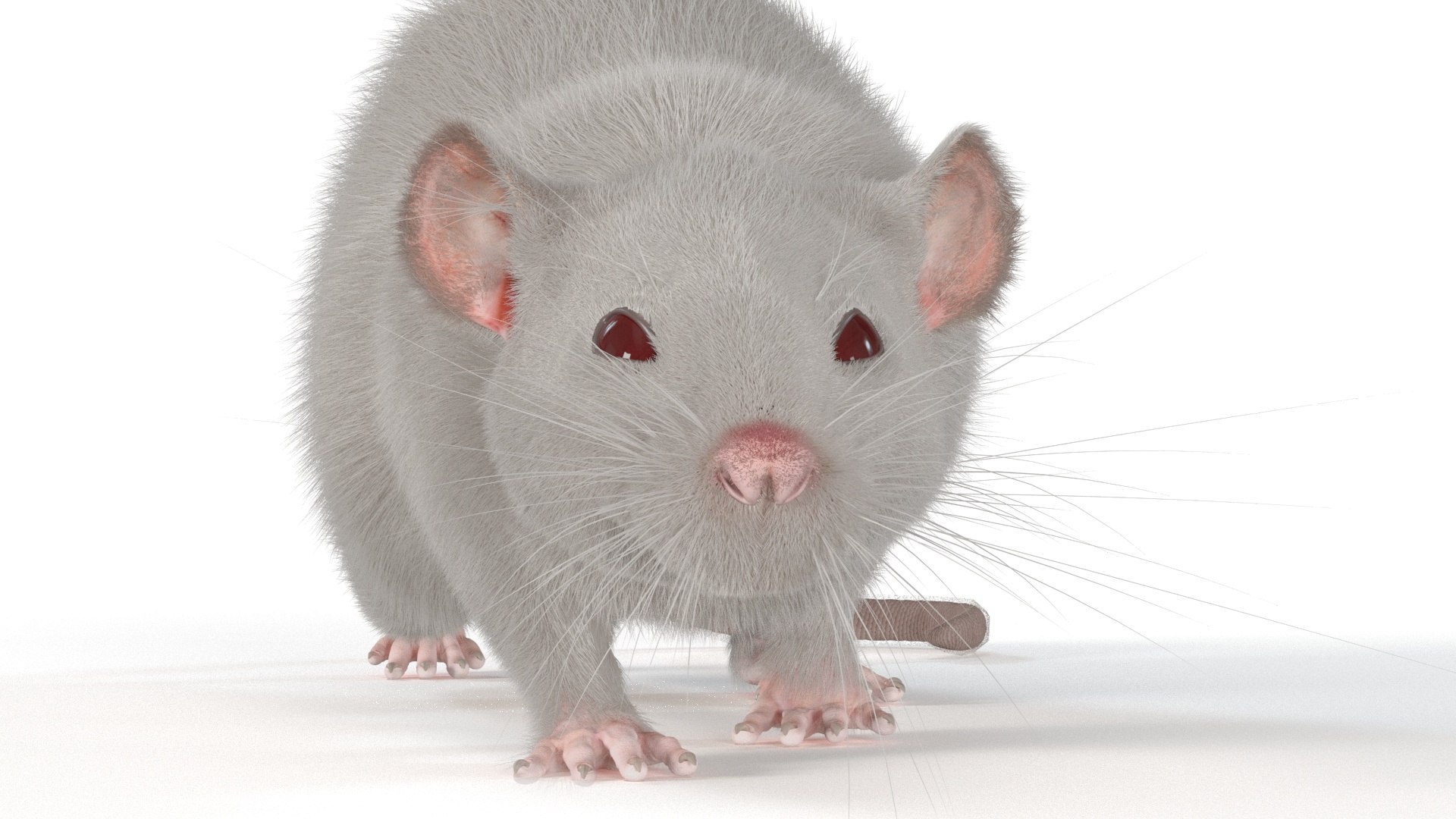 3D Realistic White Rat With Fur Rigged Model - TurboSquid 2302431