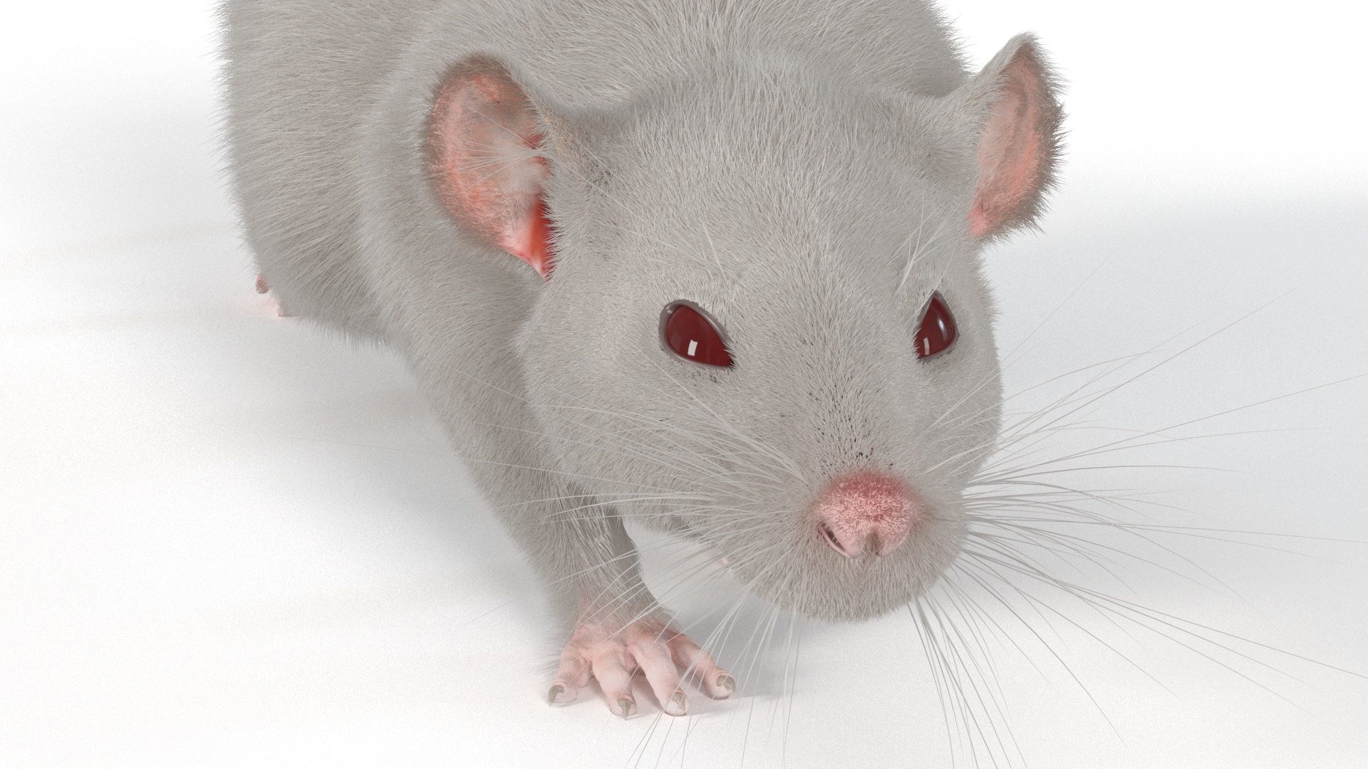 3D Realistic White Rat With Fur Rigged Model - TurboSquid 2302431