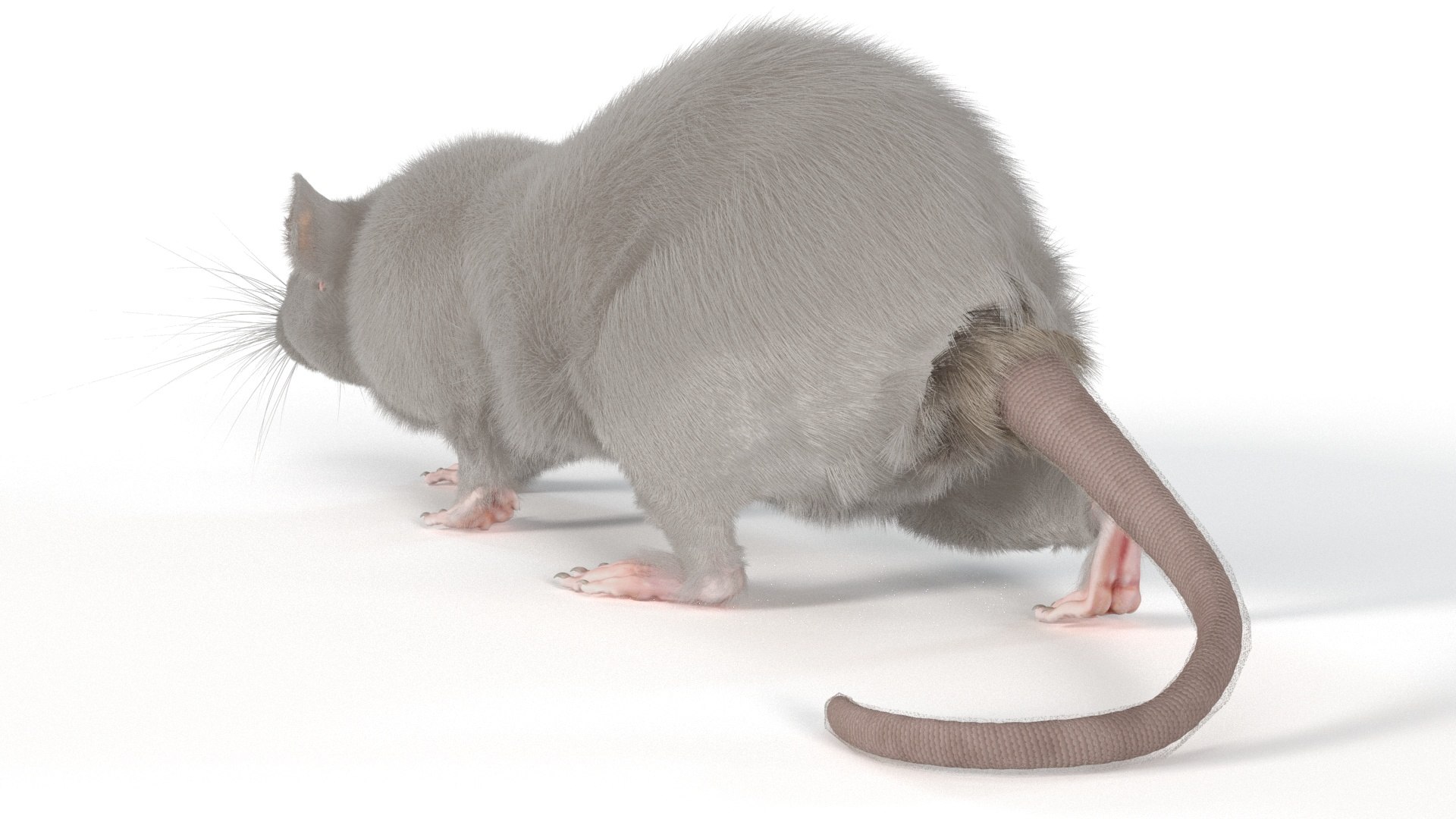 3D Realistic White Rat With Fur Rigged Model - TurboSquid 2302431