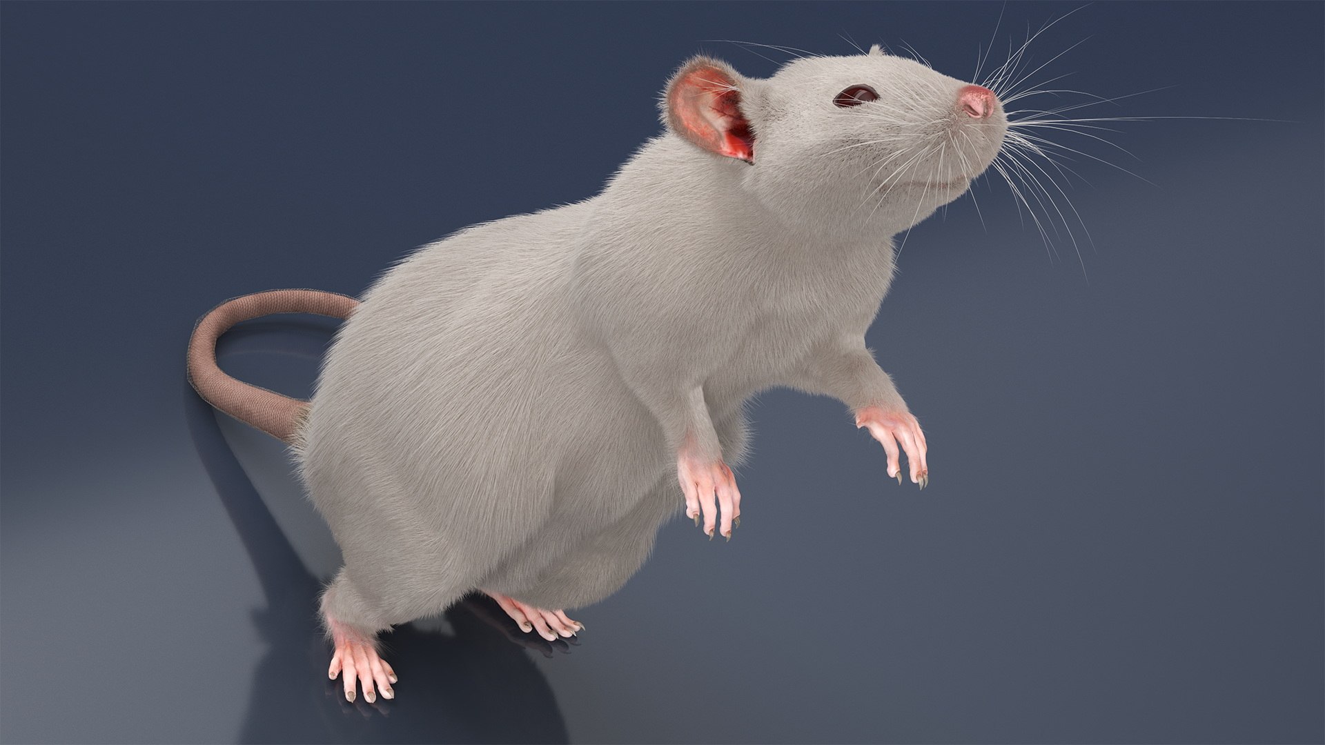 3D Realistic White Rat With Fur Rigged Model - TurboSquid 2302431