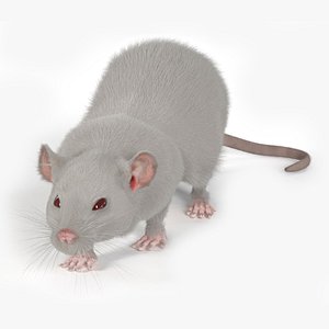 3D Rat Models - Browse & Download Formats - TurboSquid