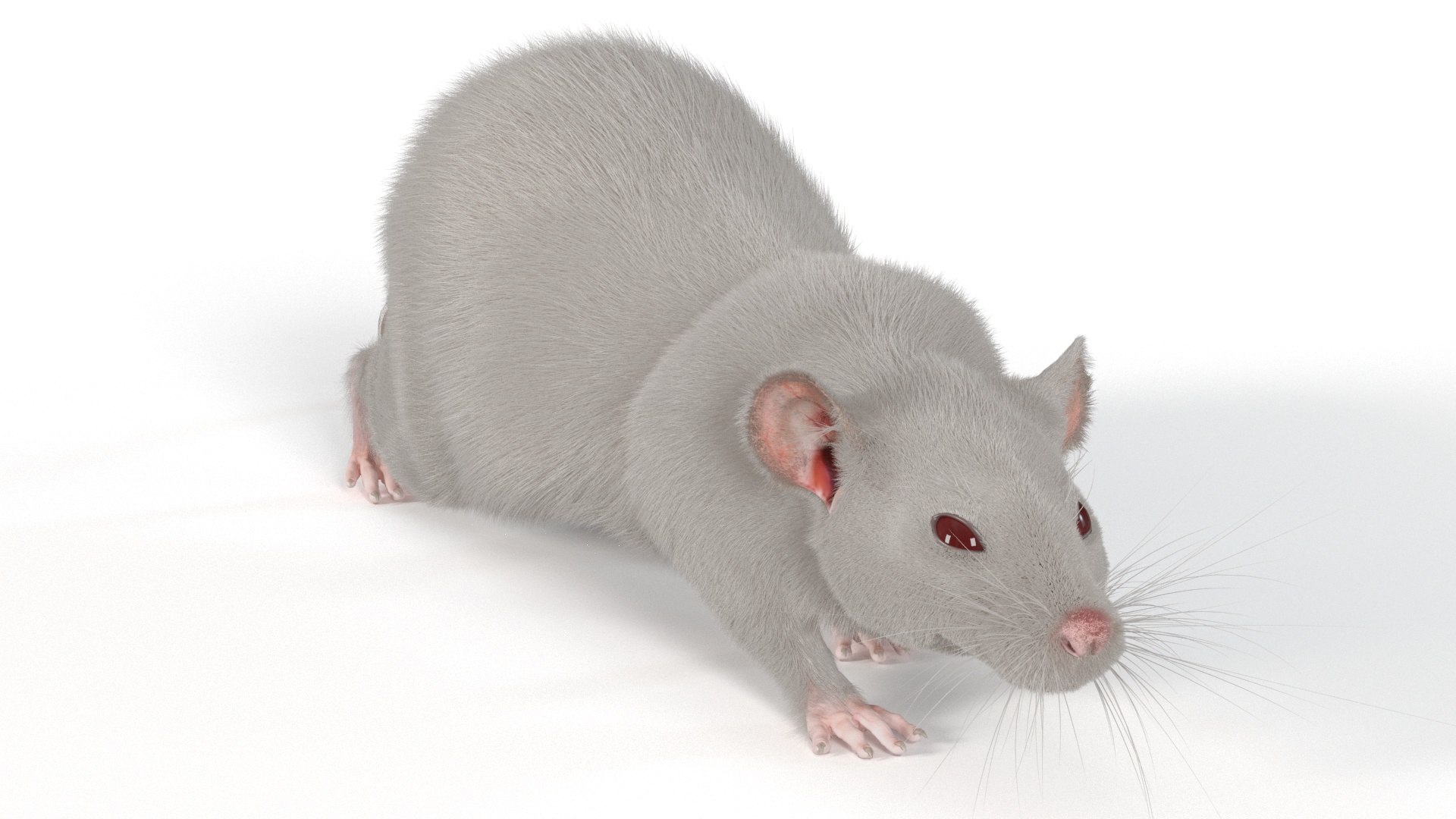 3D Realistic White Rat With Fur Rigged Model - TurboSquid 2302431