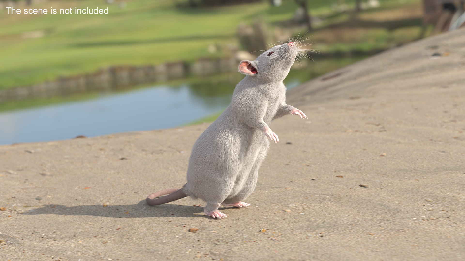 3D Realistic White Rat With Fur Rigged Model - TurboSquid 2302431