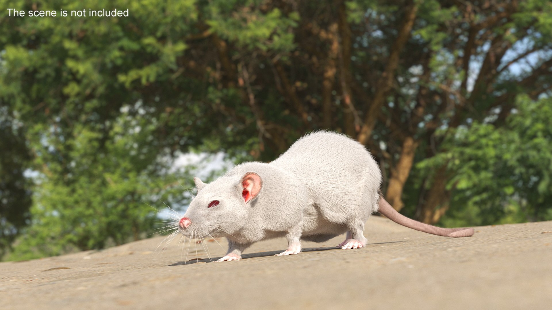 3D Realistic White Rat With Fur Rigged Model - TurboSquid 2302431