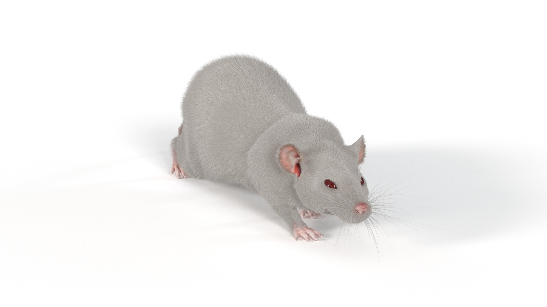 3D Realistic White Rat With Fur Rigged Model - TurboSquid 2302431