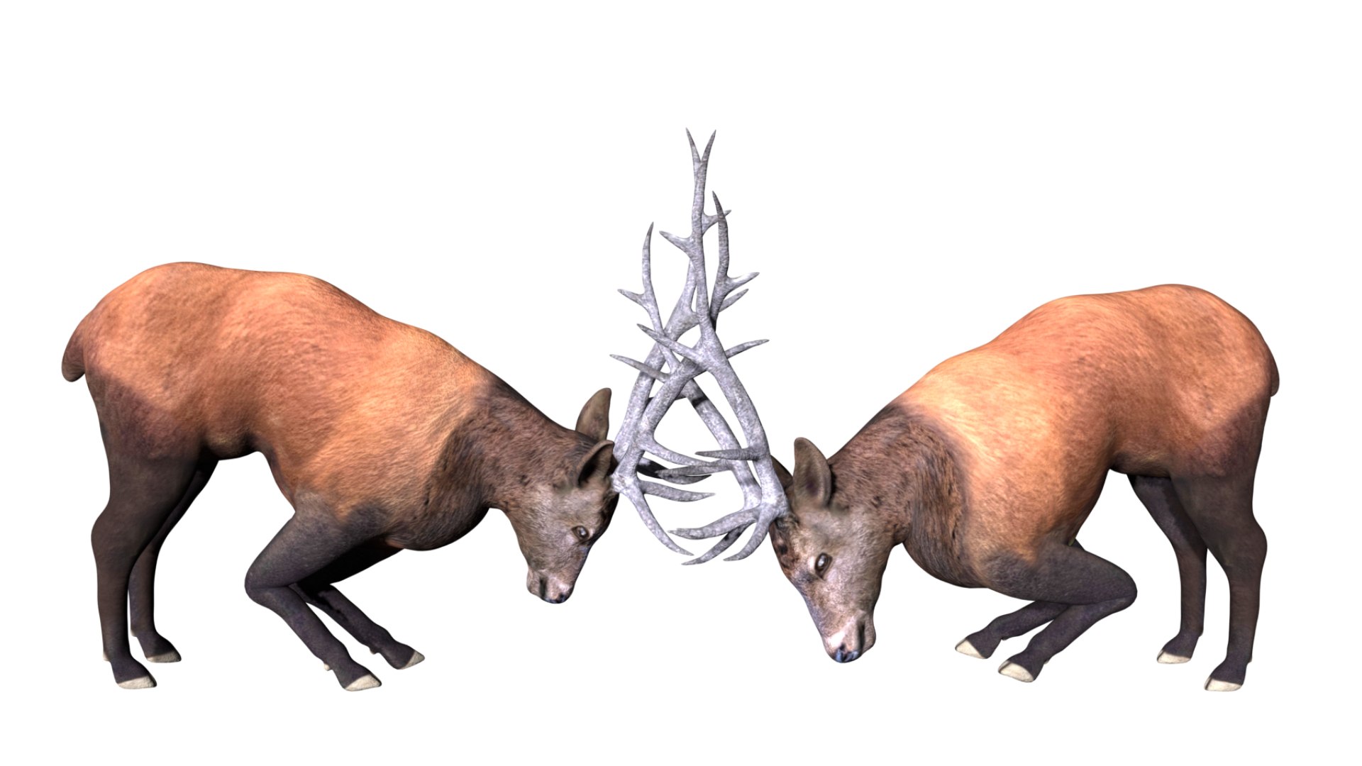 Fully Rigged Low Poly Fighting Elk 3D Model - TurboSquid 1755001
