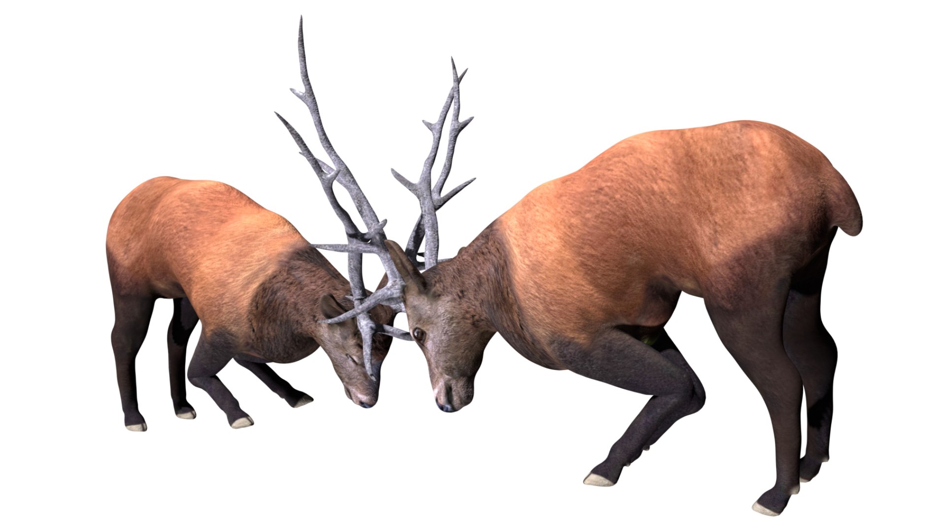 Fully Rigged Low Poly Fighting Elk 3D Model - TurboSquid 1755001