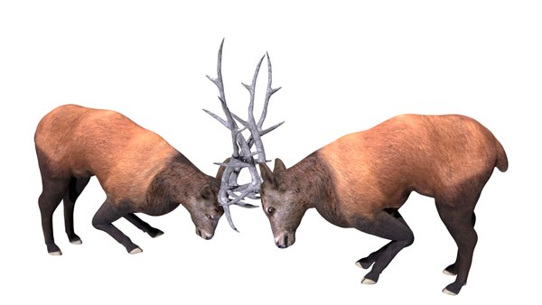 Fully Rigged Low poly Fighting Elk 3D model - TurboSquid 1755001