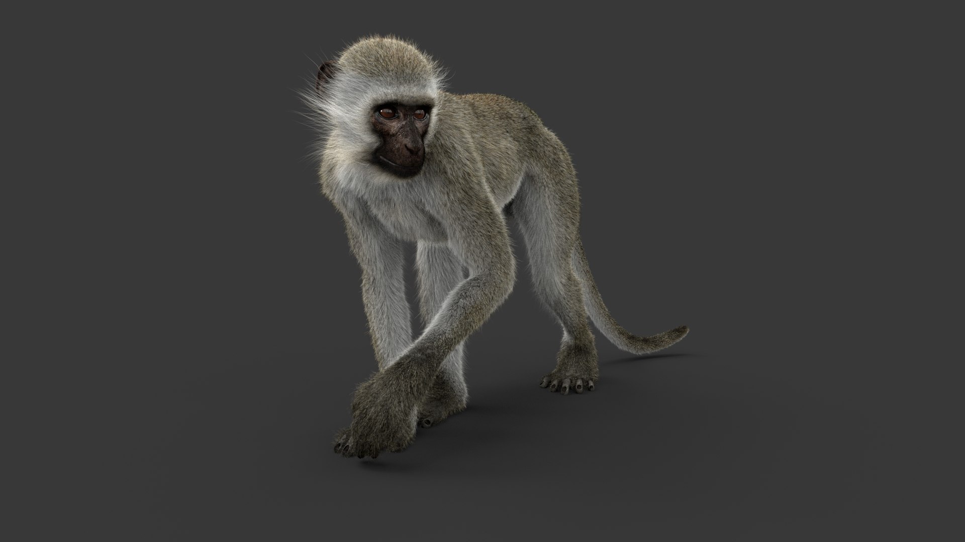 Monkey Ververt FUR Rig 02 3D Model - TurboSquid 2176410