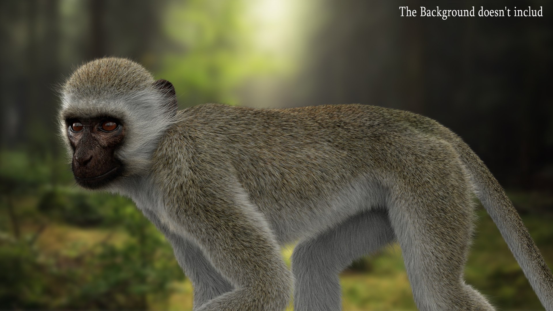 Monkey Ververt FUR Rig 02 3D Model - TurboSquid 2176410