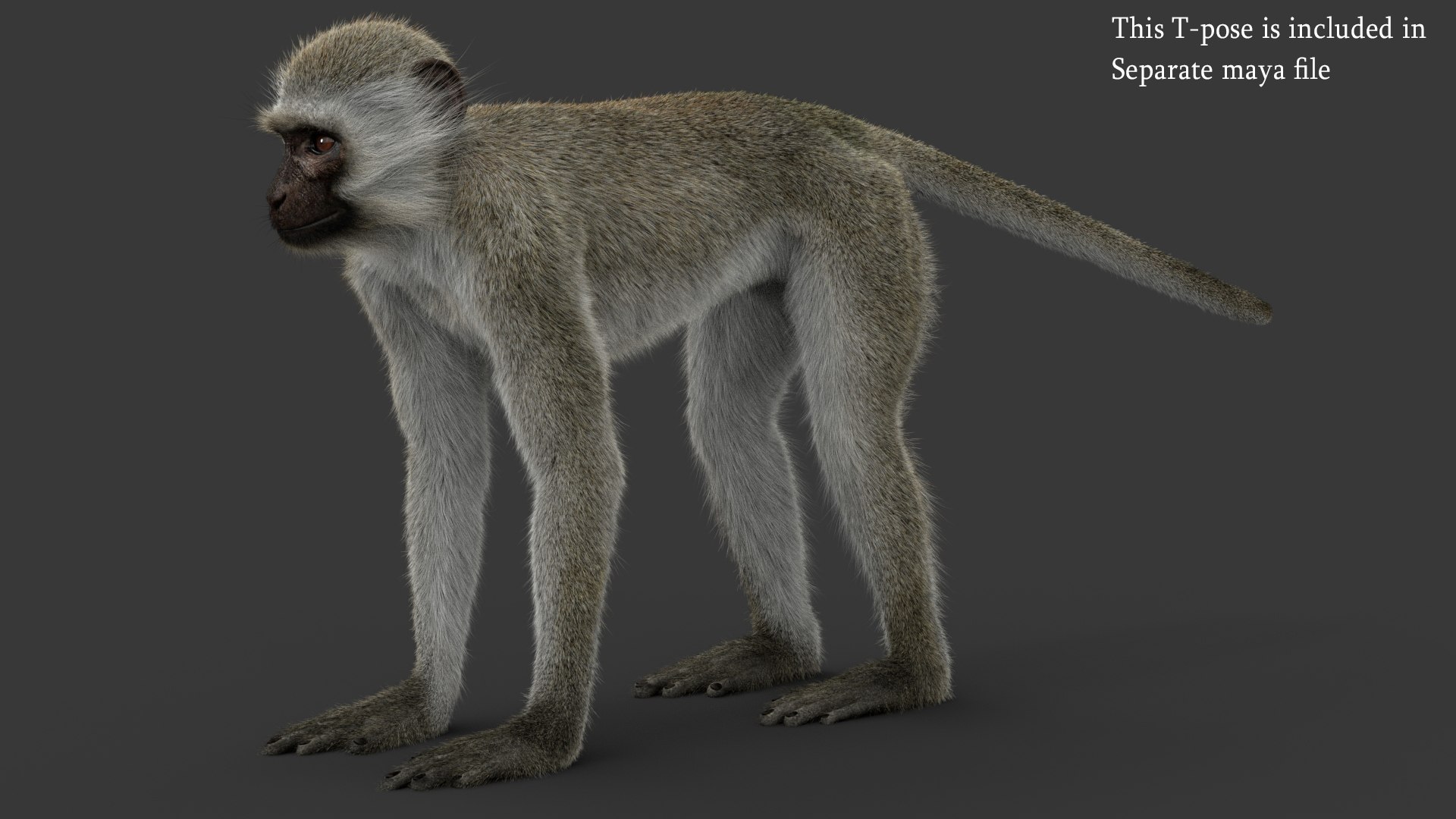 Monkey Ververt FUR Rig 02 3D Model - TurboSquid 2176410
