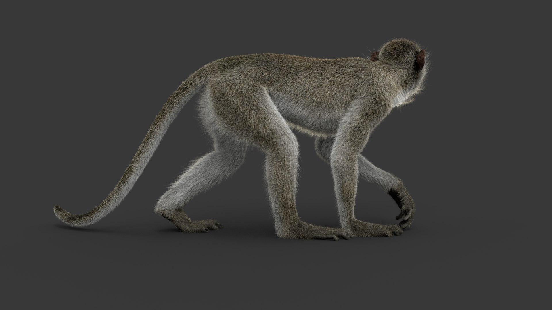 Monkey Ververt FUR Rig 02 3D Model - TurboSquid 2176410