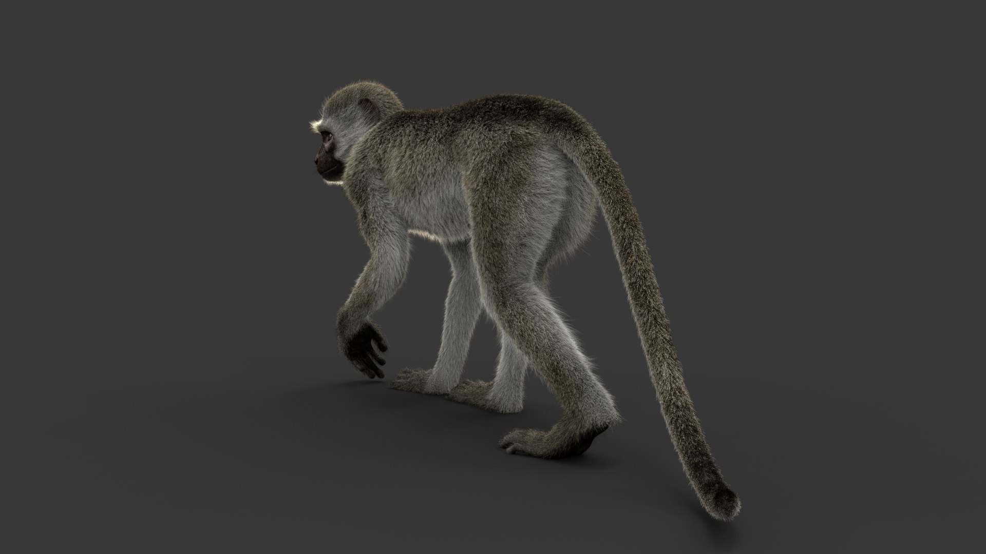 Monkey Ververt FUR Rig 02 3D Model - TurboSquid 2176410