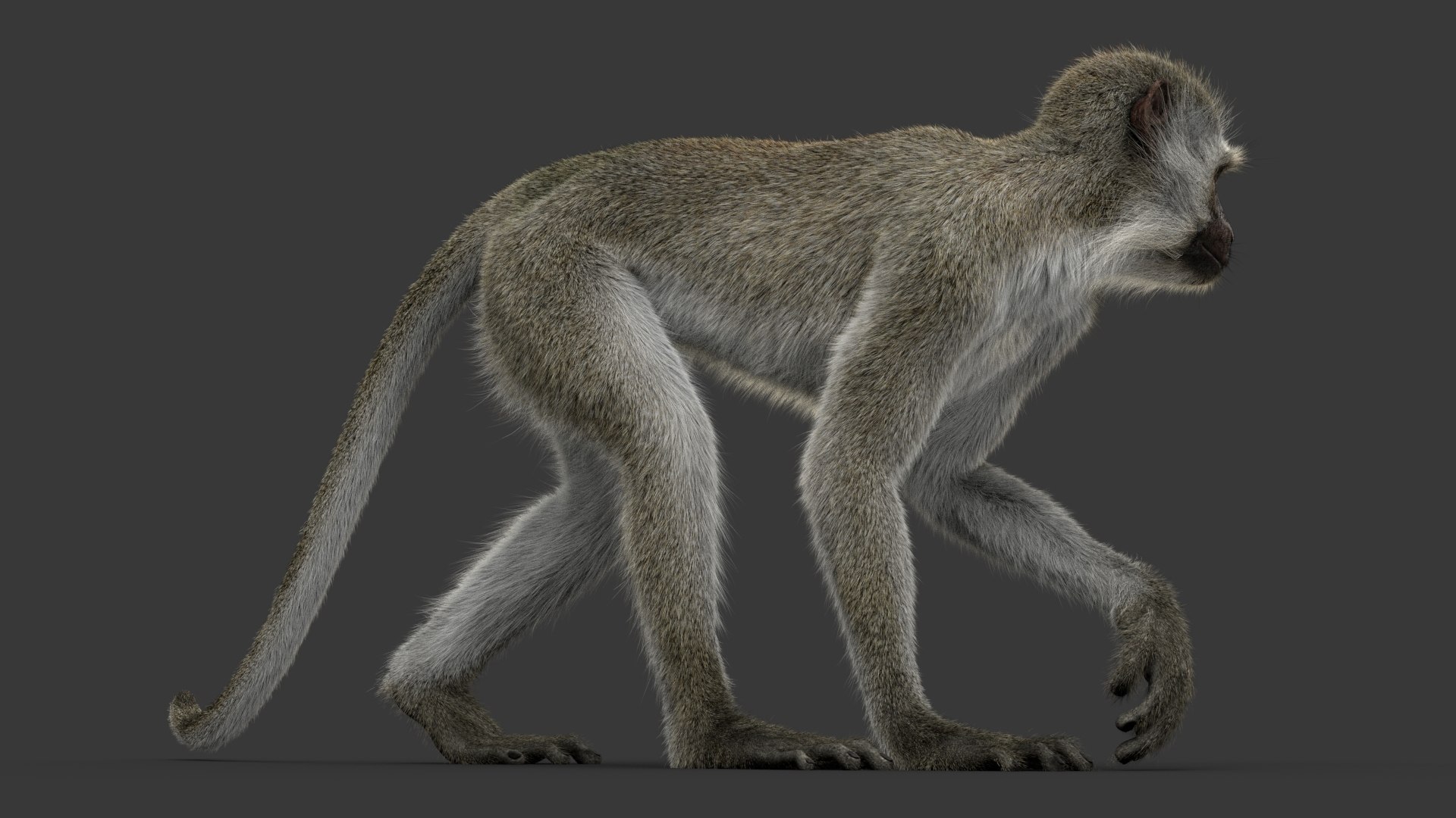 Monkey Ververt FUR Rig 02 3D Model - TurboSquid 2176410