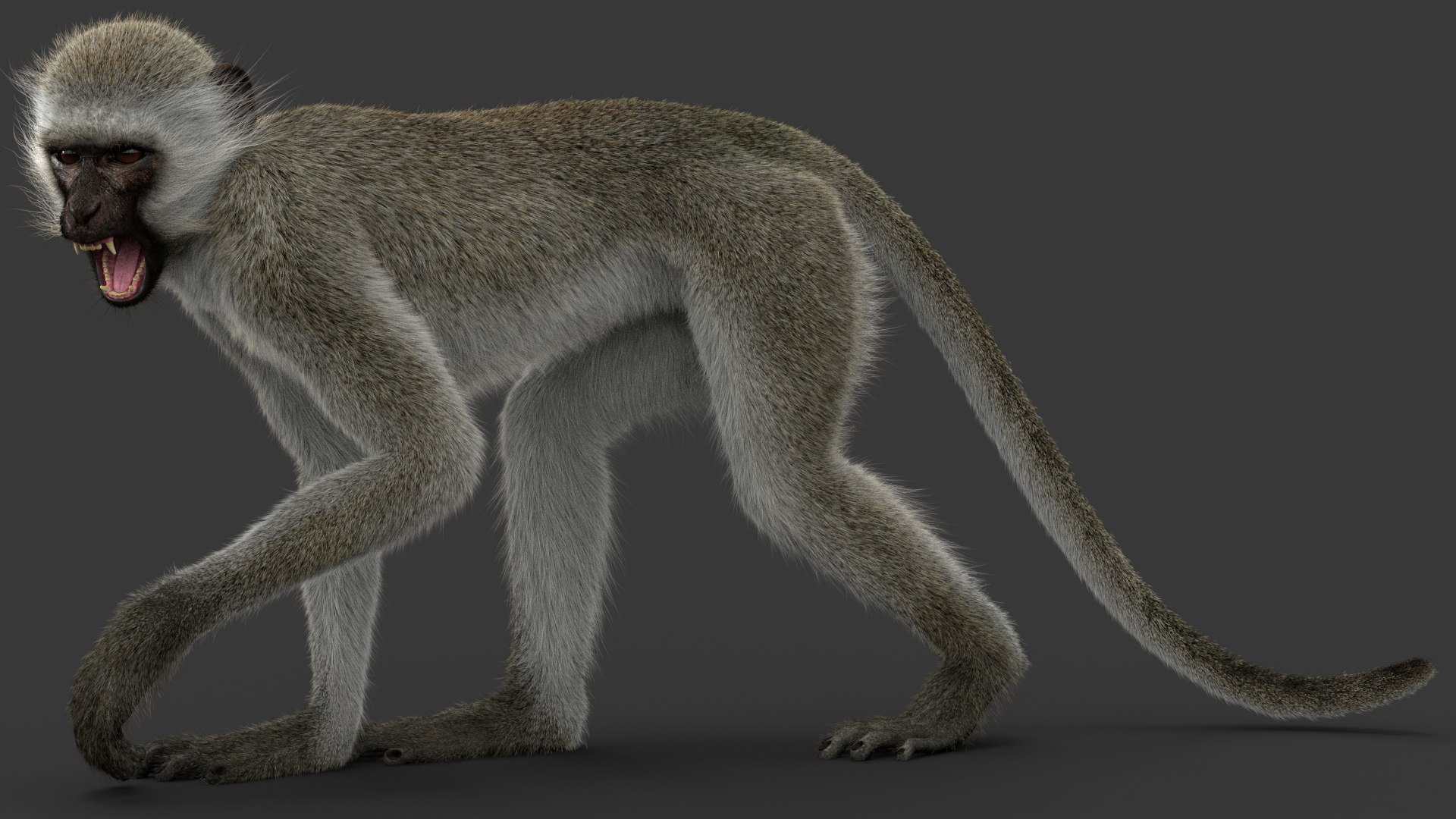 Monkey Ververt FUR Rig 02 3D Model - TurboSquid 2176410