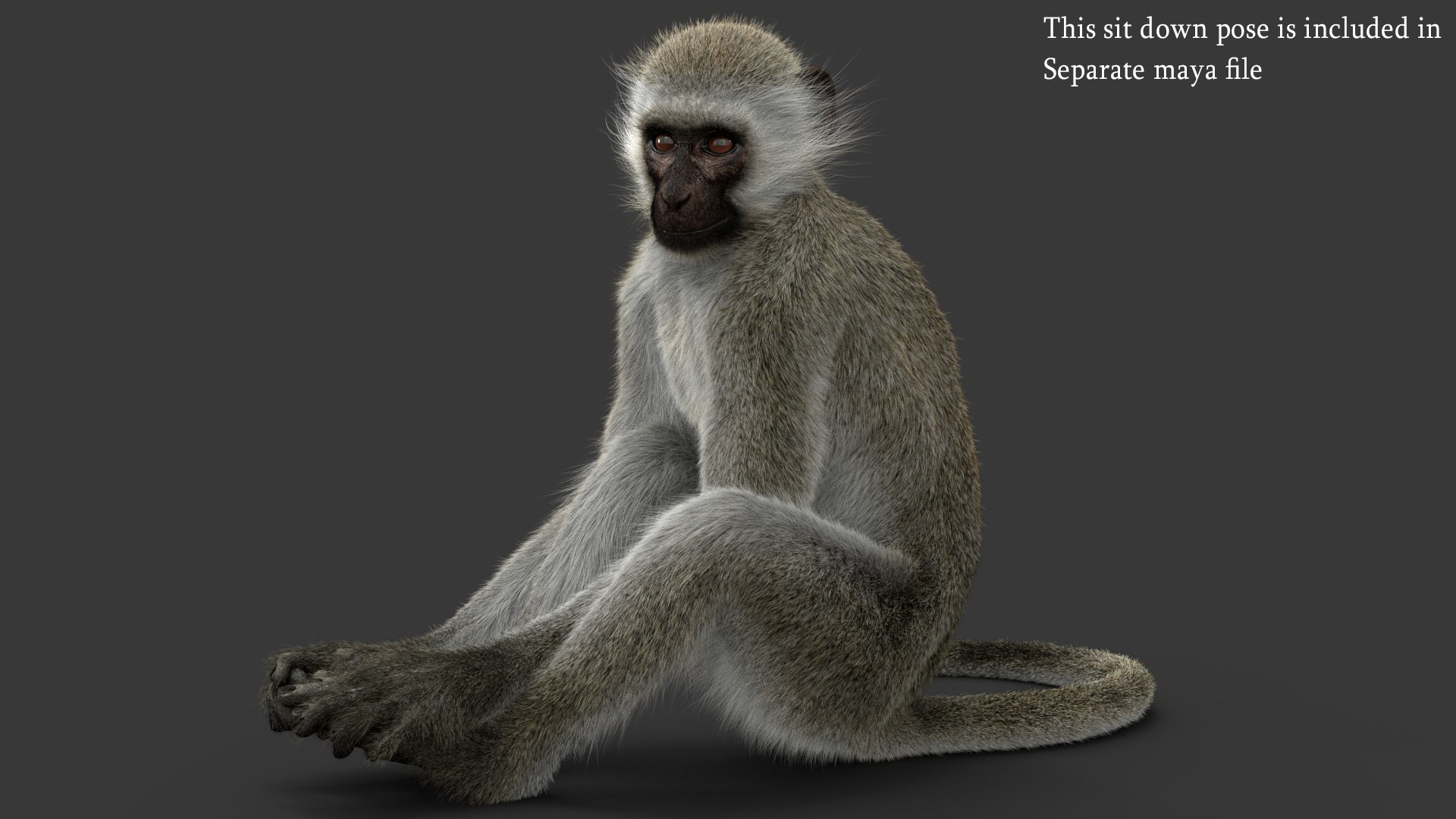 Monkey Ververt FUR Rig 02 3D Model - TurboSquid 2176410