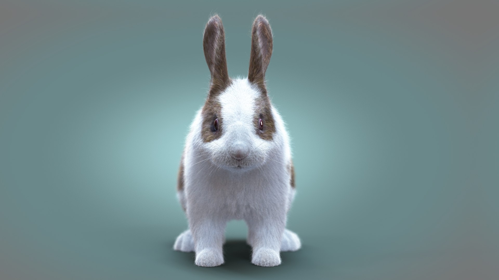 Rabbit Spotted ANIMATED XGEN-CORE 3D Model - TurboSquid 2096947