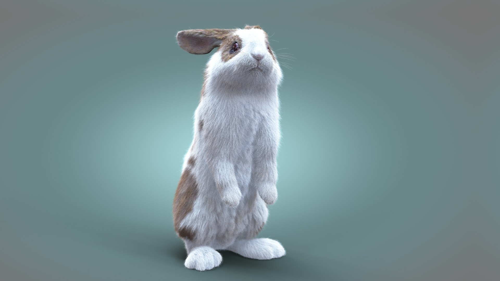 Rabbit Spotted ANIMATED XGEN-CORE 3D Model - TurboSquid 2096947