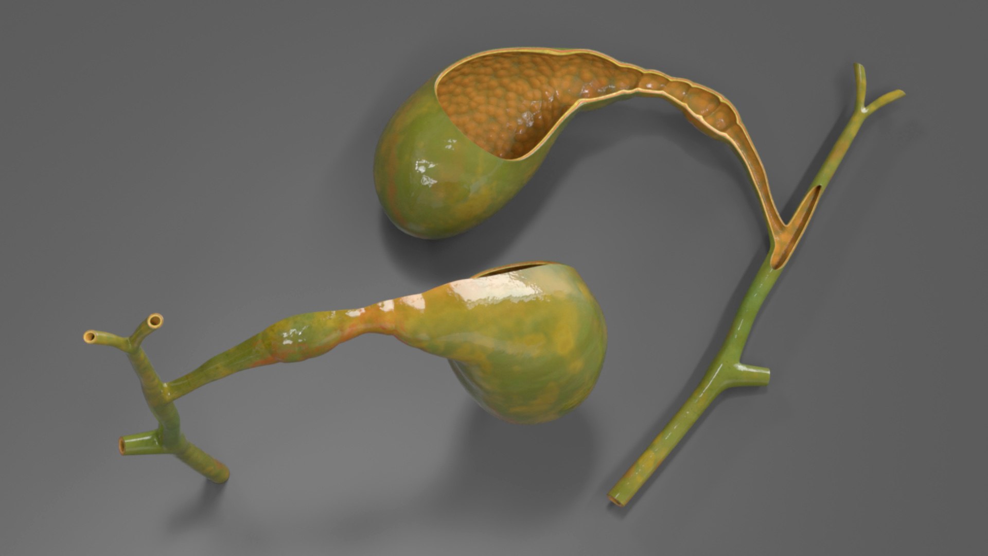 Gall Bladder Cut 3D Model - TurboSquid 2250605