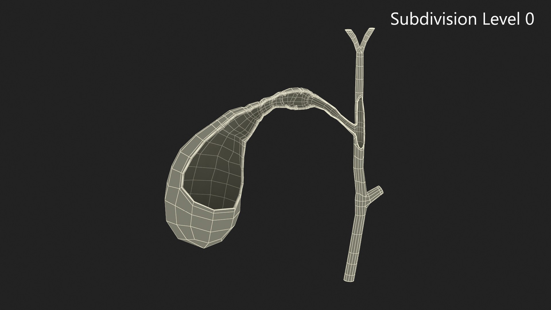 Gall Bladder Cut 3D Model - TurboSquid 2250605