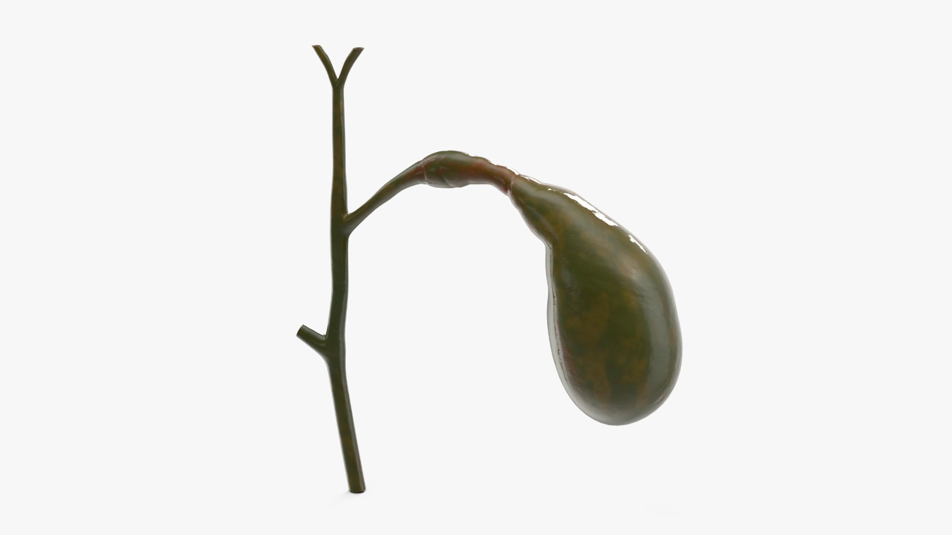 Gall Bladder Cut 3D Model - TurboSquid 2250605