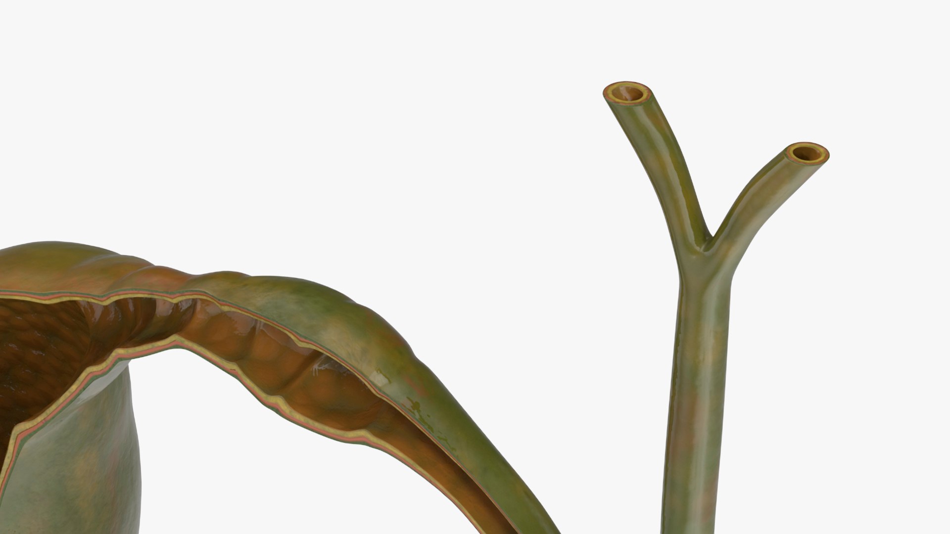 Gall Bladder Cut 3D Model - TurboSquid 2250605