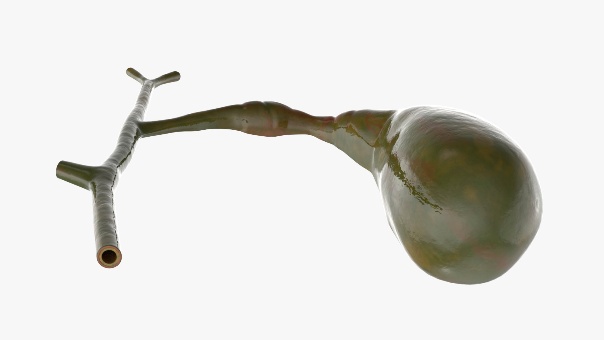 Gall Bladder Cut 3D Model - TurboSquid 2250605