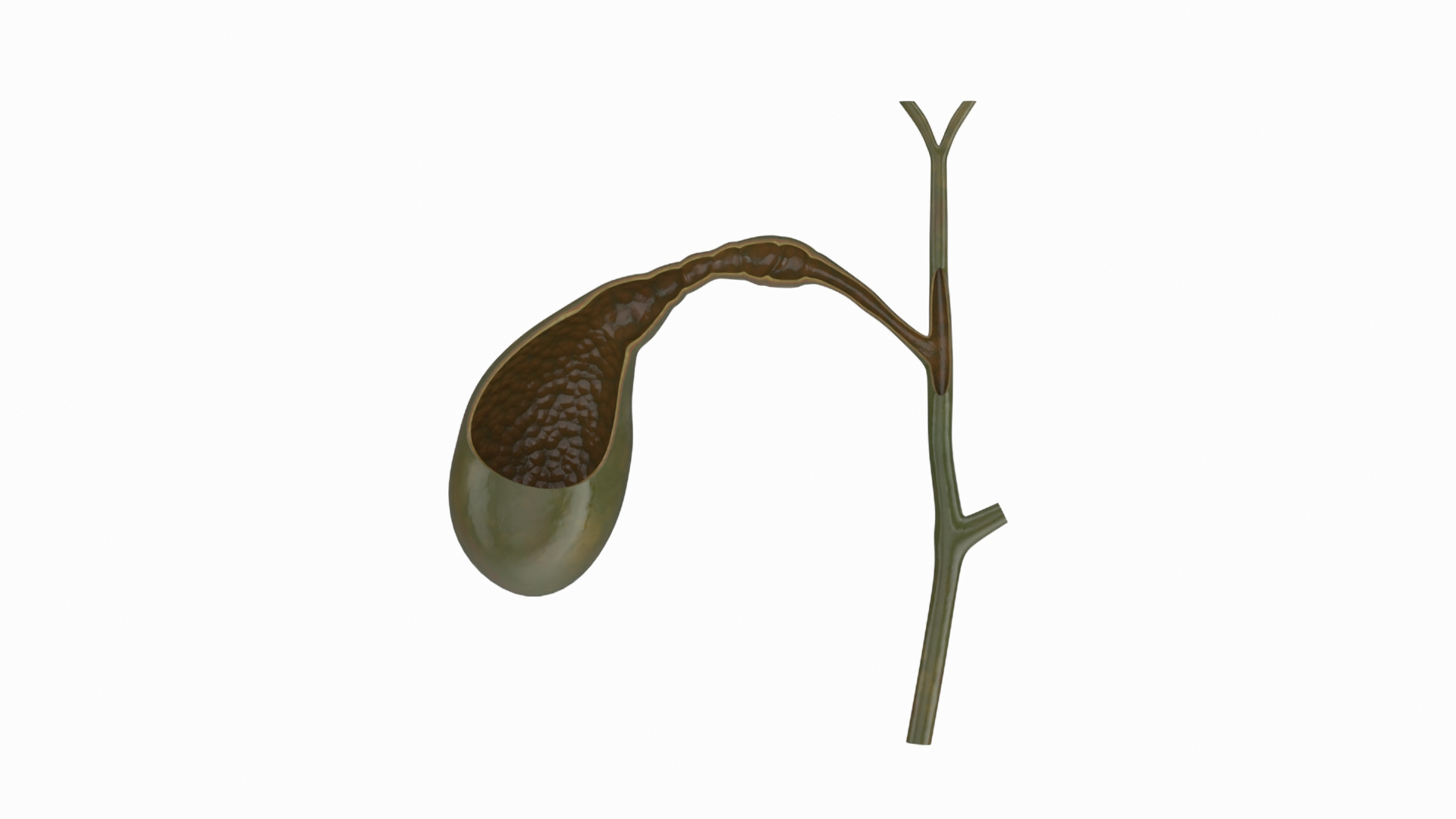 Gall Bladder Cut 3D Model - TurboSquid 2250605