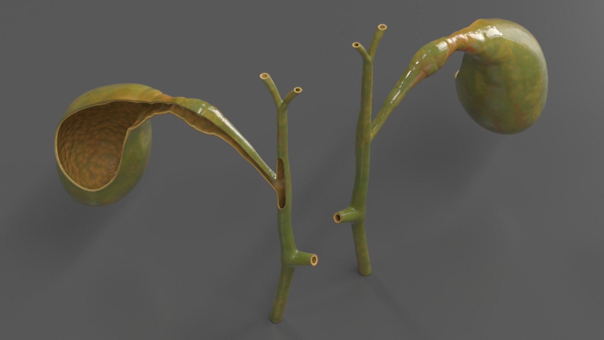 Gall Bladder Cut 3D Model - TurboSquid 2250605