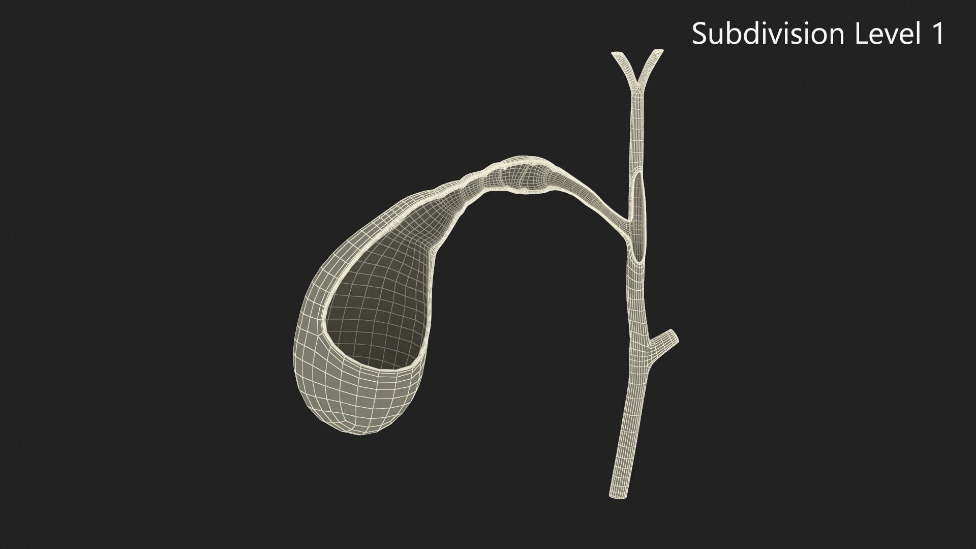 Gall Bladder Cut 3D Model - TurboSquid 2250605
