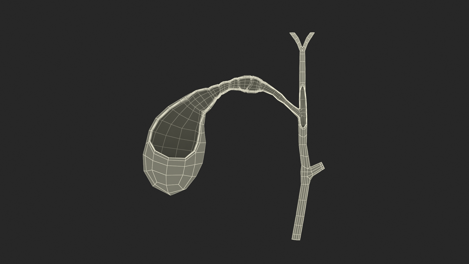Gall Bladder Cut 3D Model - TurboSquid 2250605