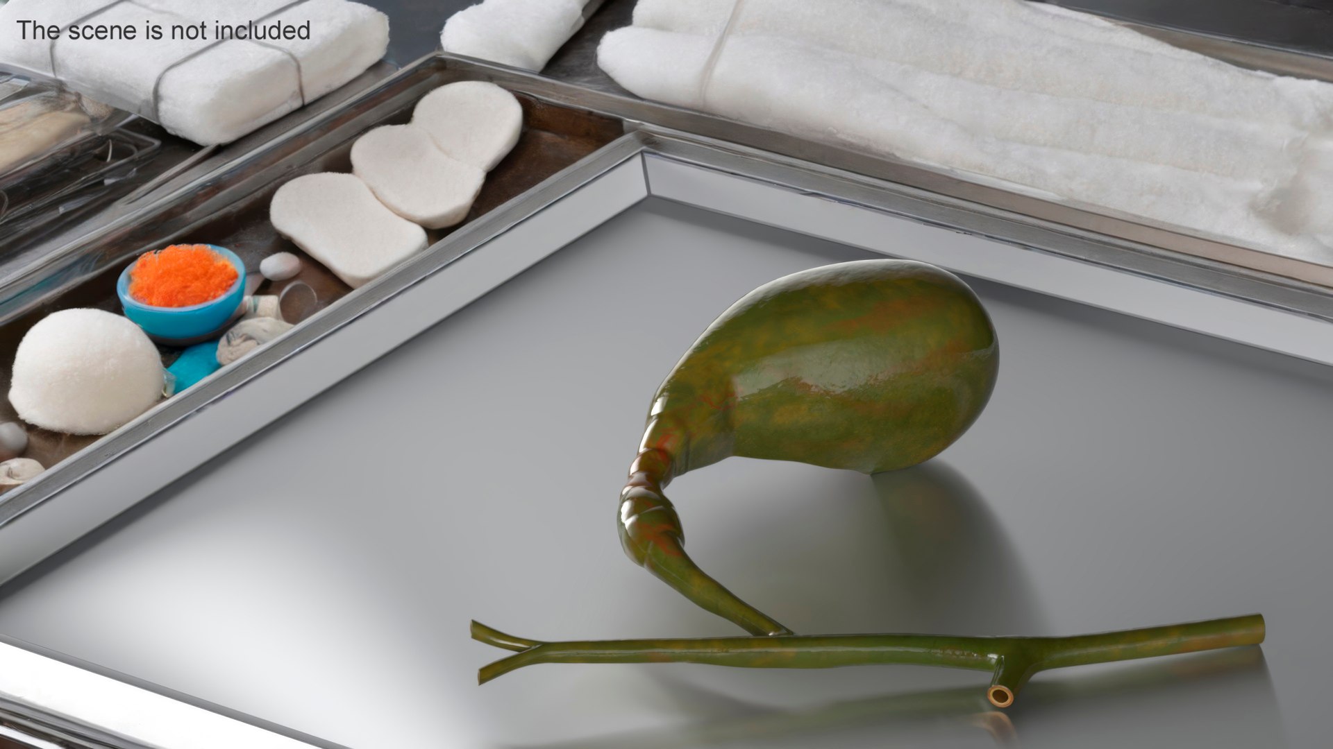 Gall Bladder Cut 3D Model - TurboSquid 2250605