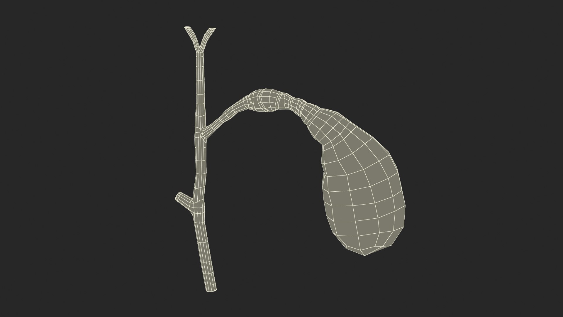Gall Bladder Cut 3D Model - TurboSquid 2250605