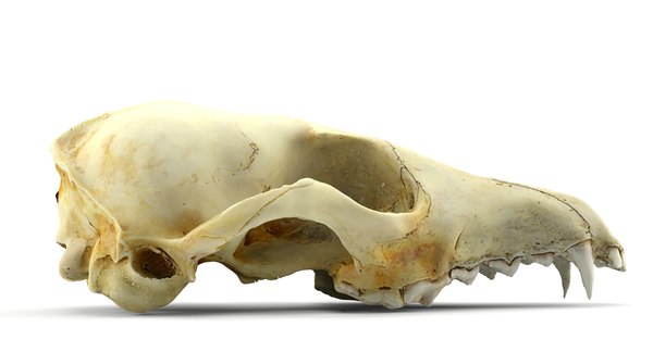 modelo 3d Cráneo de zorro - TurboSquid 943585