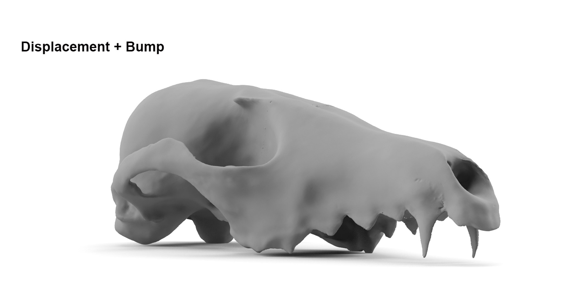 Realistic Fox Skull 3d Model