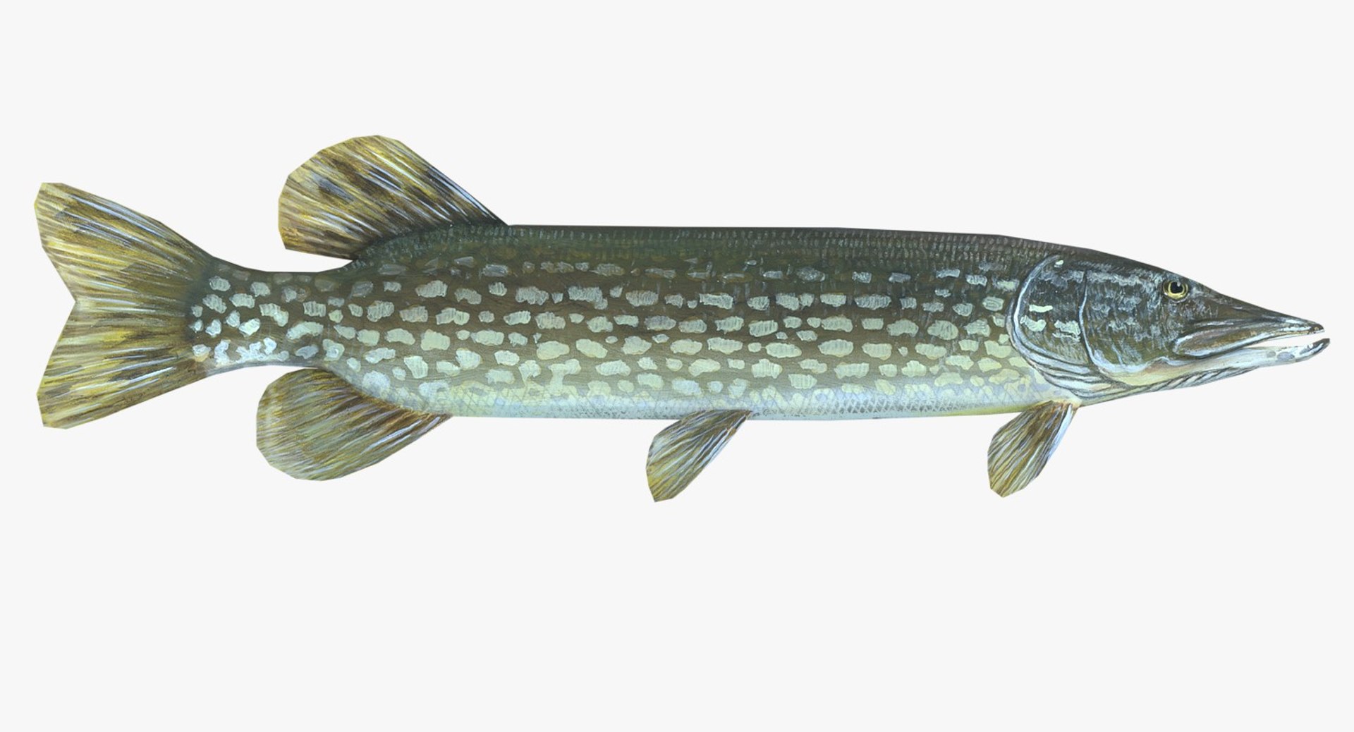 Northern Pike 3D Model - TurboSquid 1397329