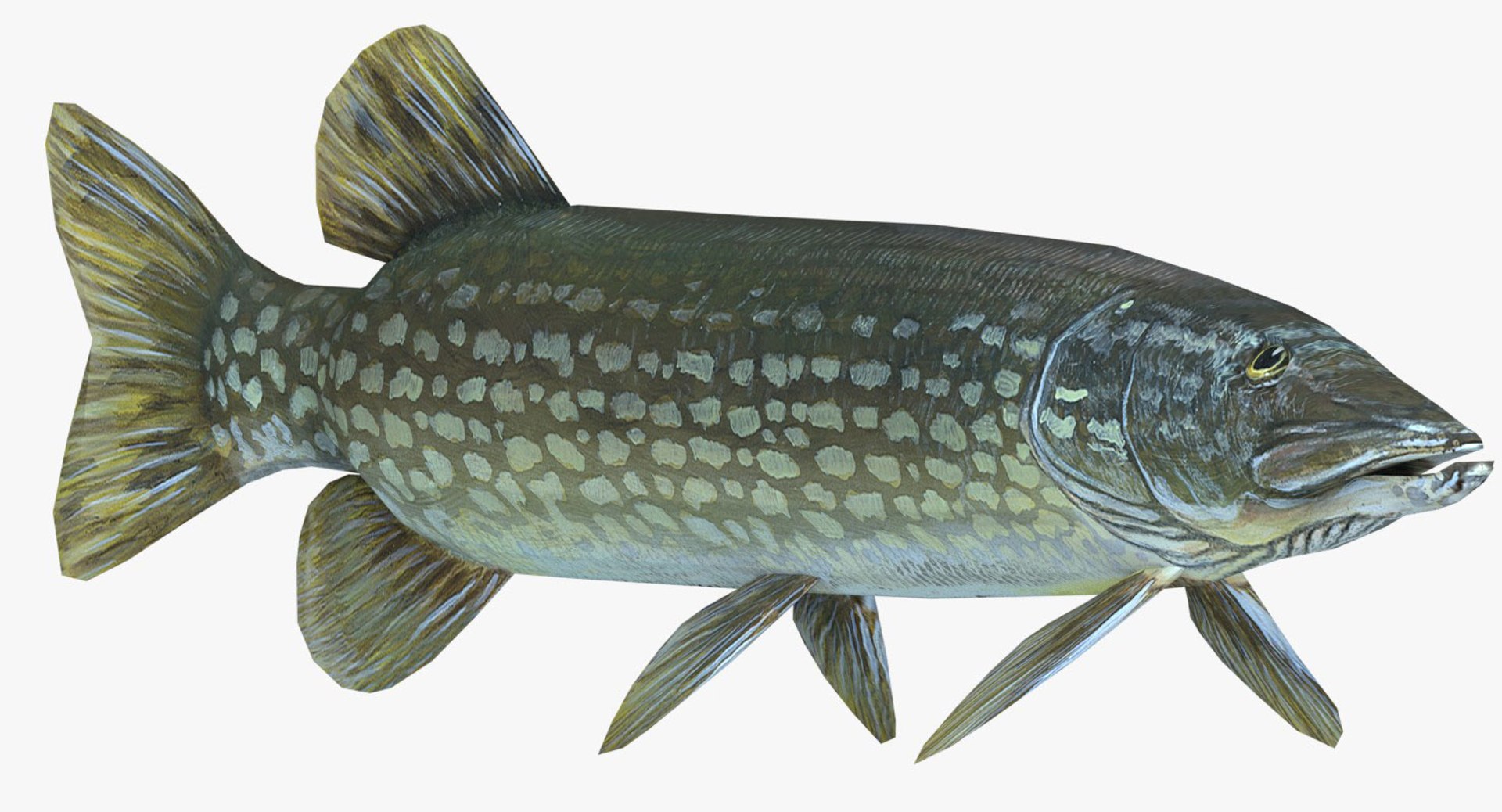 Northern Pike 3D Model - TurboSquid 1397329