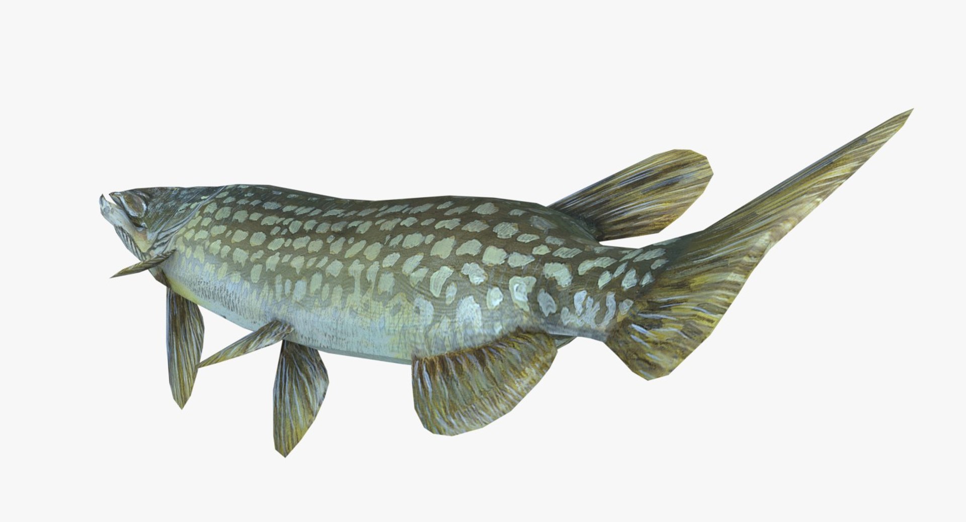 Northern Pike 3D Model - TurboSquid 1397329