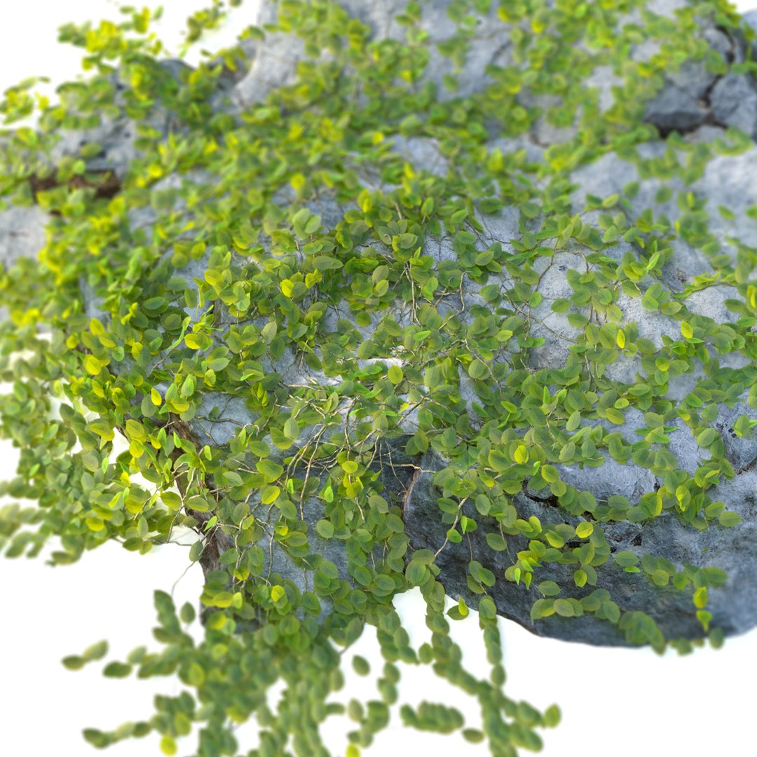 3D Rock And Ivy - TurboSquid 1956967