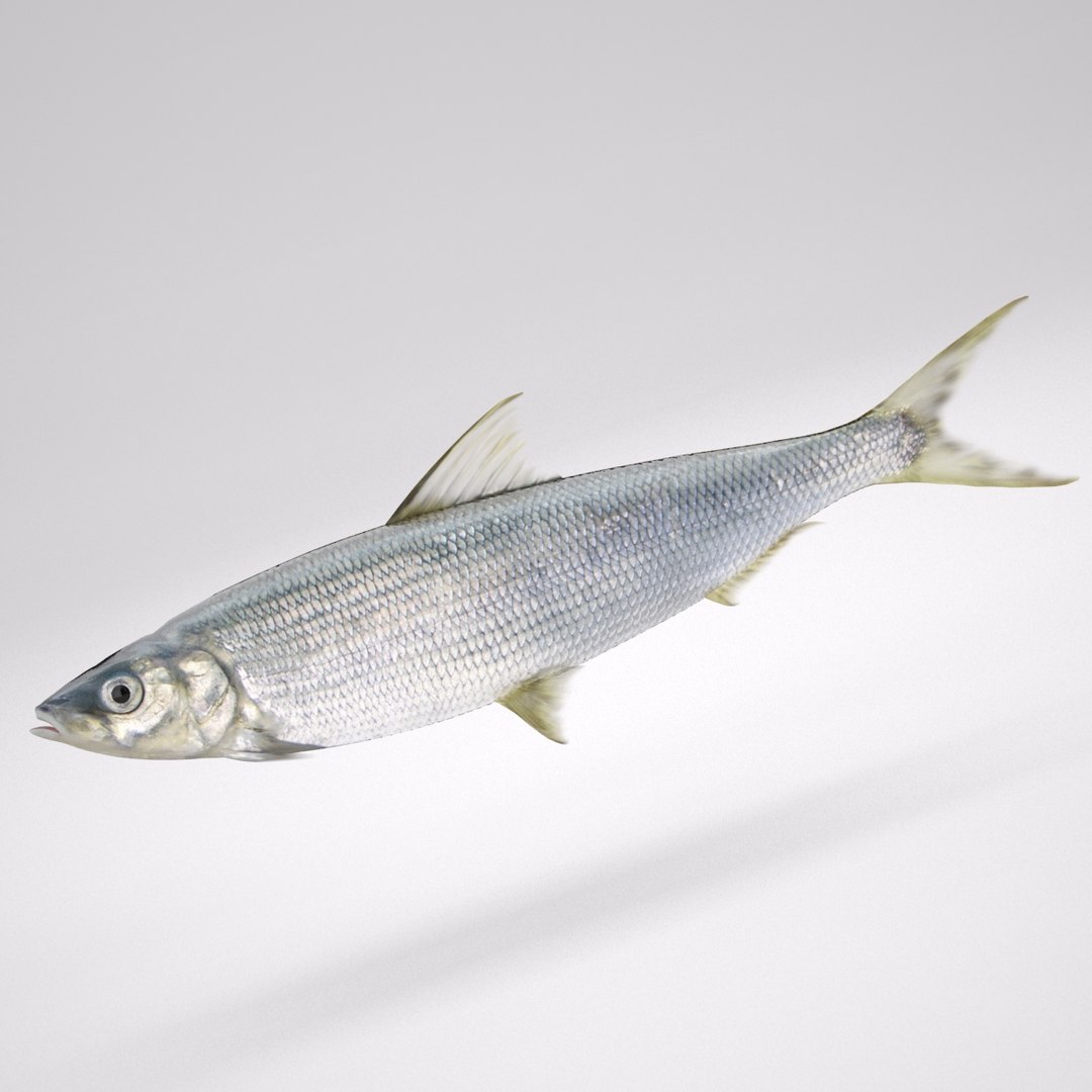 max fish coregonus lavaretus whitefish