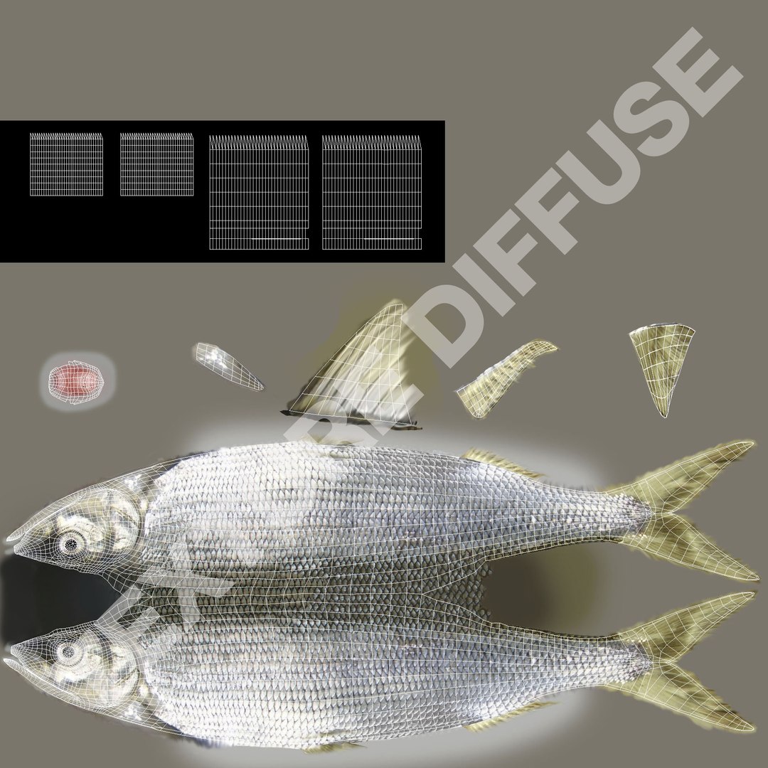 max fish coregonus lavaretus whitefish