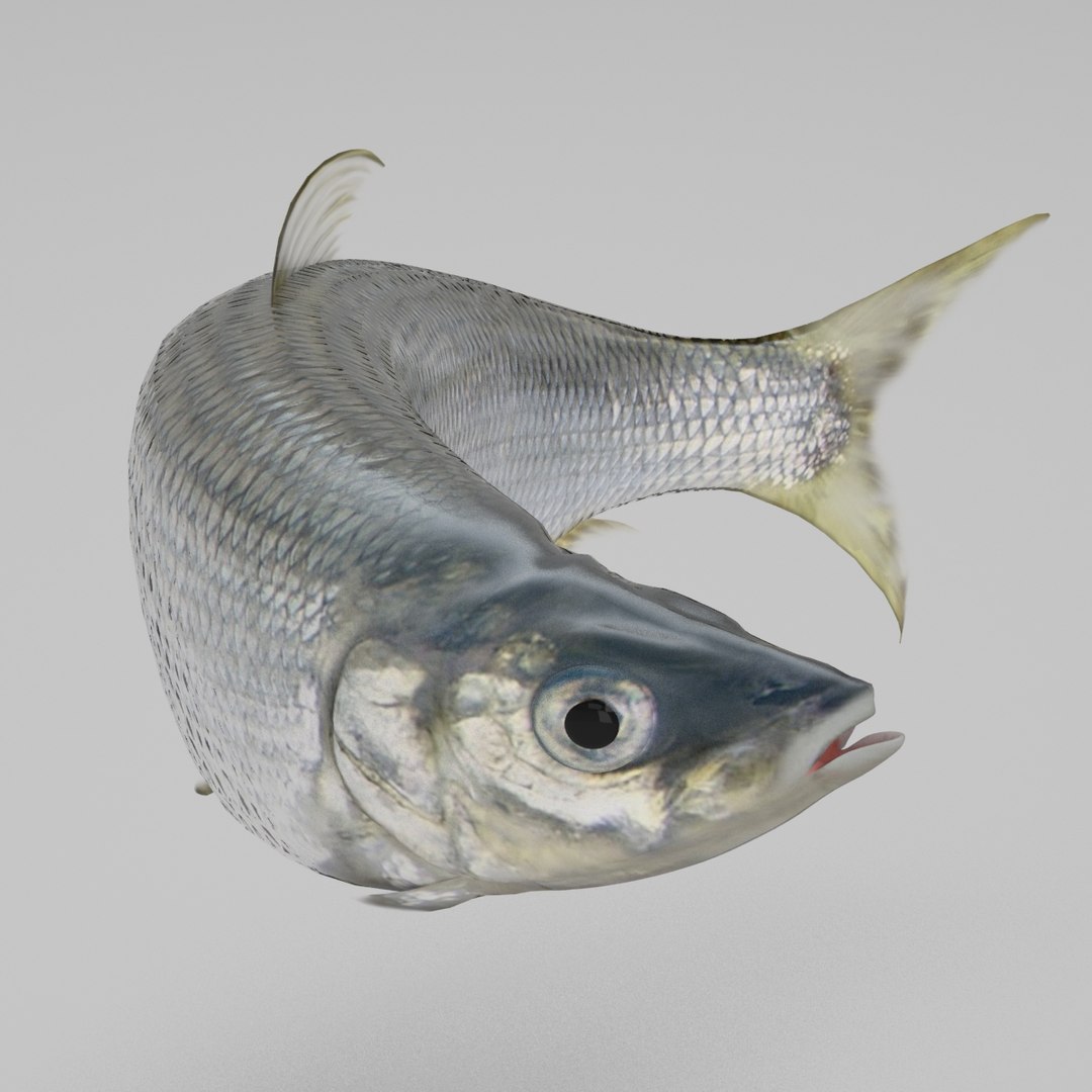 max fish coregonus lavaretus whitefish