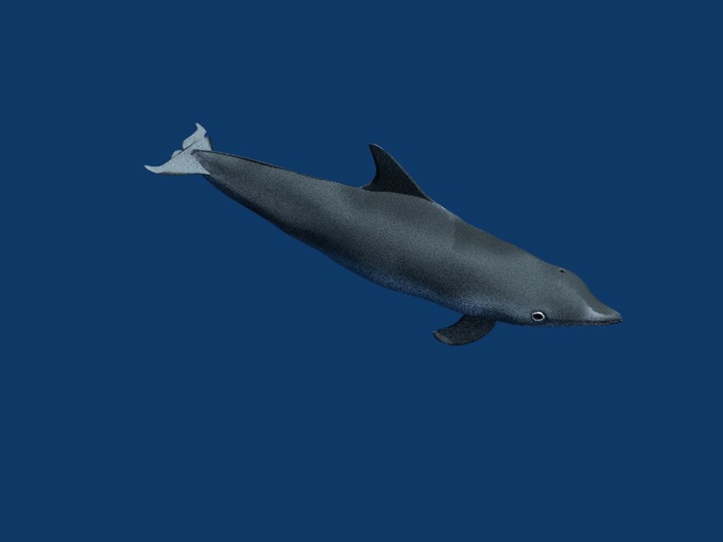 Dolphin Obj