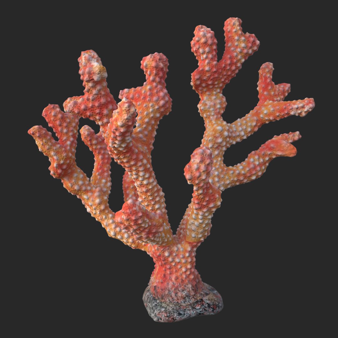 3D Coral Acropora V3 Model - TurboSquid 1252240