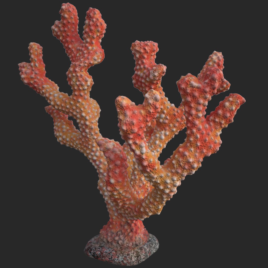 3D Coral Acropora V3 Model - TurboSquid 1252240