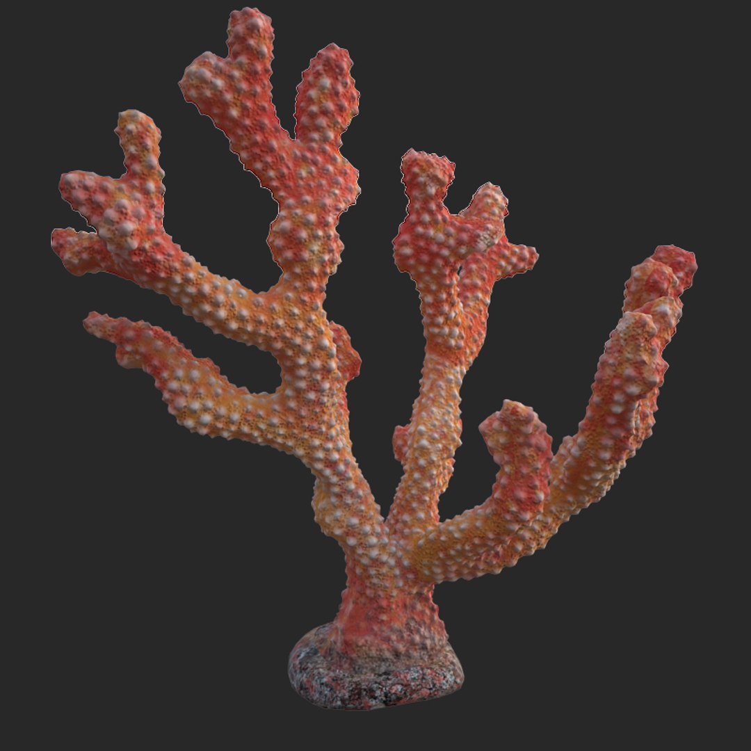 3D Coral Acropora V3 Model - TurboSquid 1252240